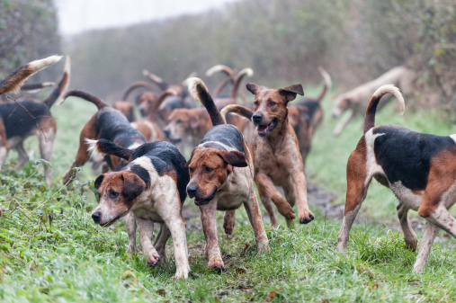 PARTIR A LA CHASSE AUX CHIENS COURANTS